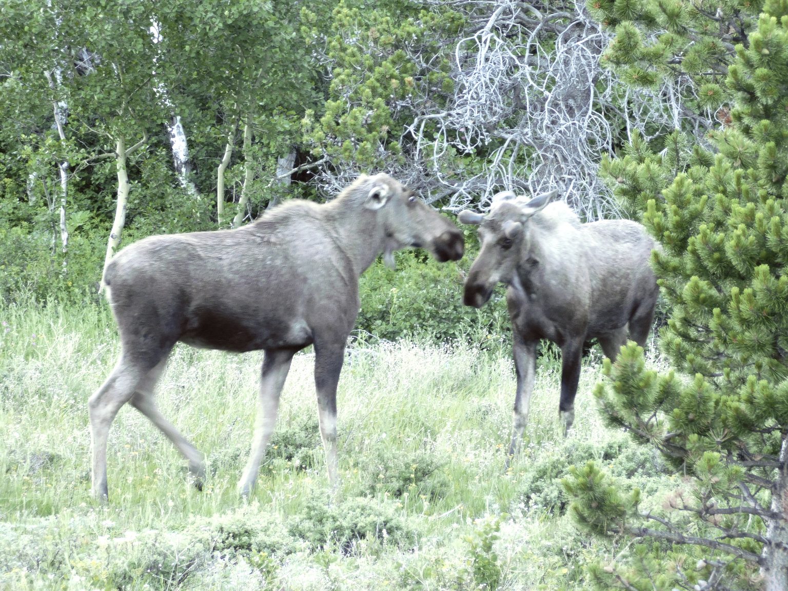 Op zoek naar Moose in Glacier National Park - Roadtrip.nl